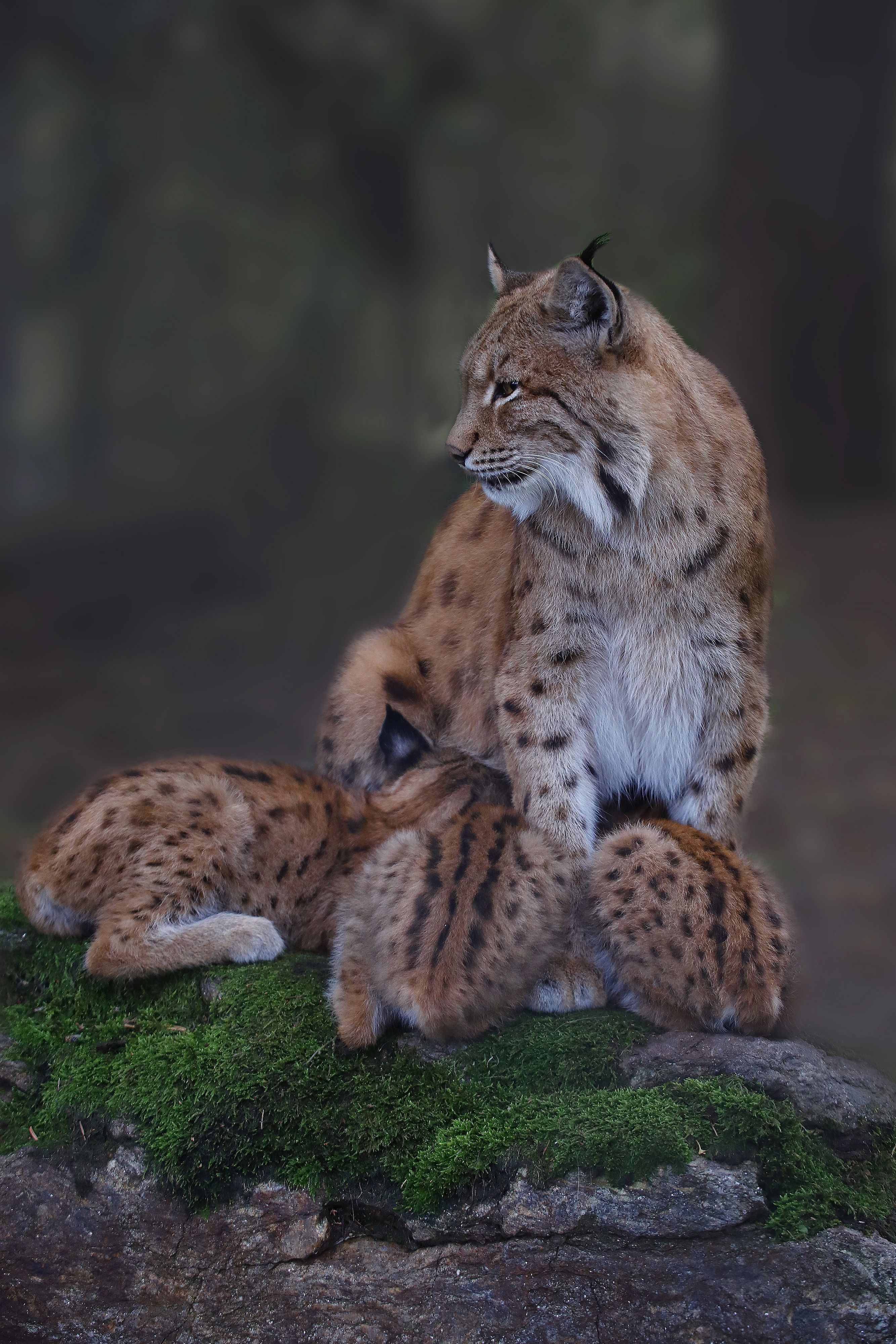Fortpflanzung Luchs | Land Tirol