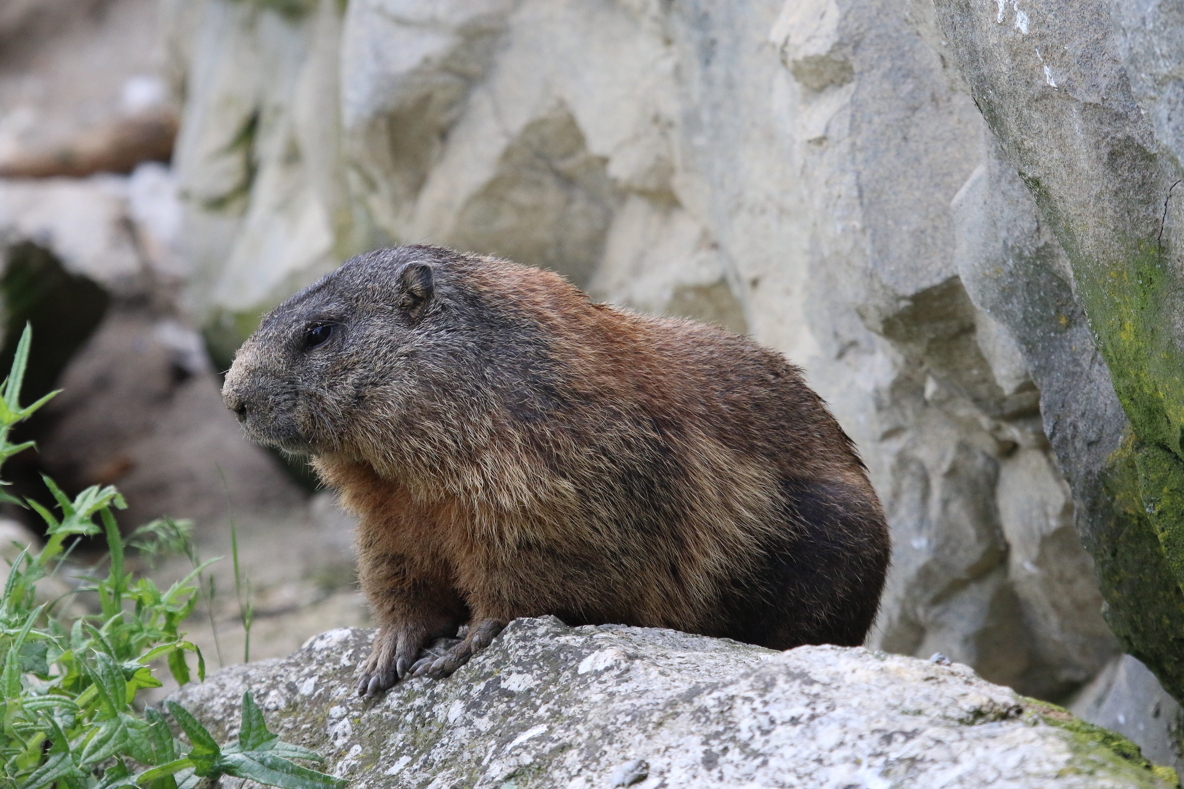 Alpenzoo Innsbruck | Land Tirol